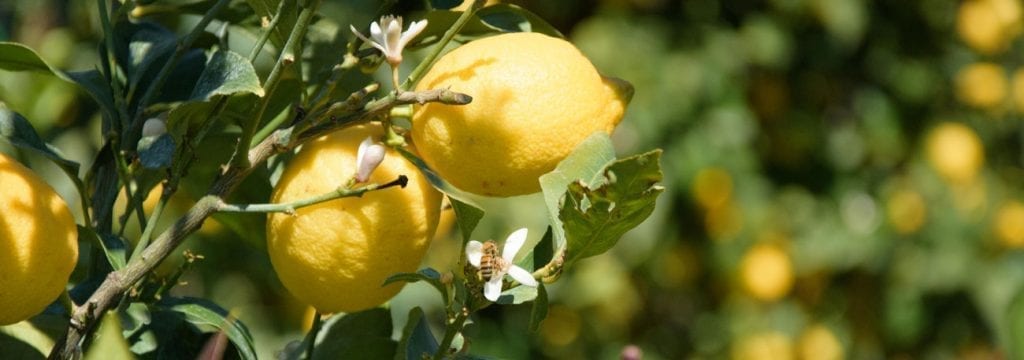 Consorzio del limone di Rocca Imperiale IGP | I Borghi più Belli d'Italia